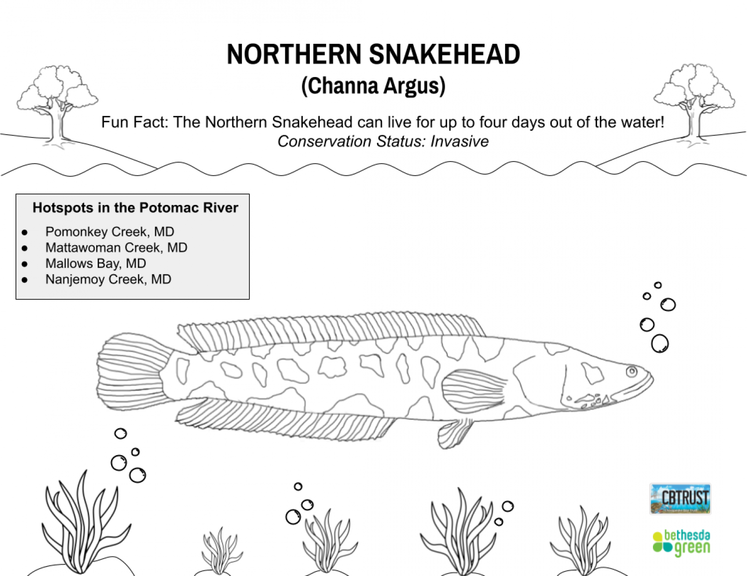 Invasive Species Conservation Project – Bethesda Green
