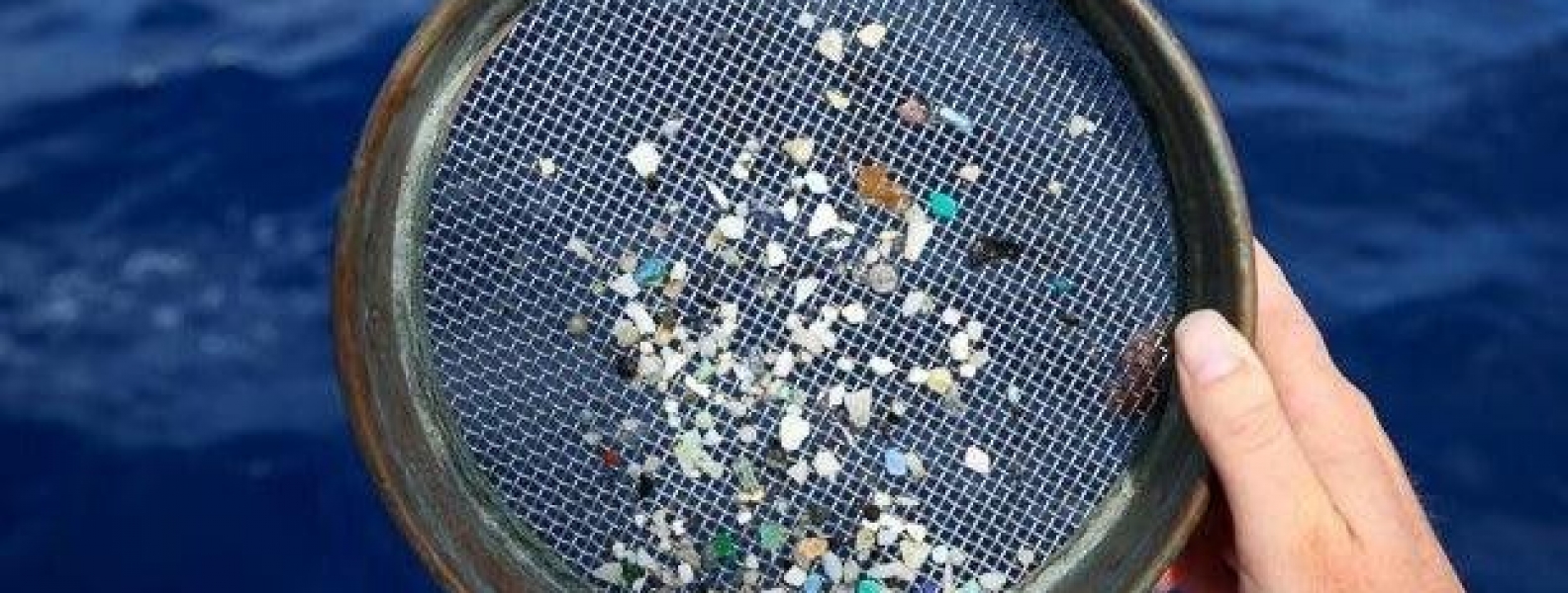 Microplastics: From Our Products to Our Plates – Bethesda Green